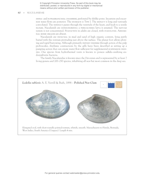 Seashells of Southern Florida | Princeton University Press