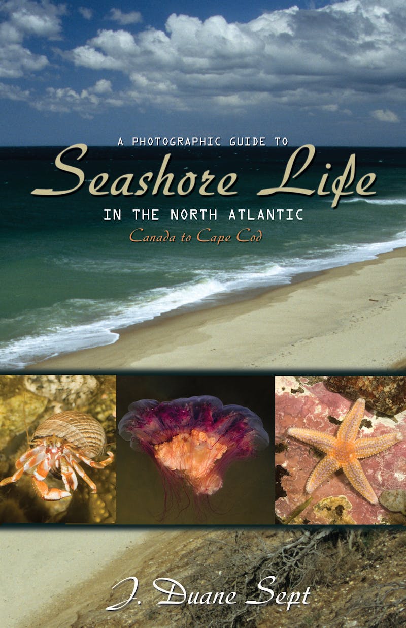 A Photographic Guide to Seashore Life in the North Atlantic | Princeton ...