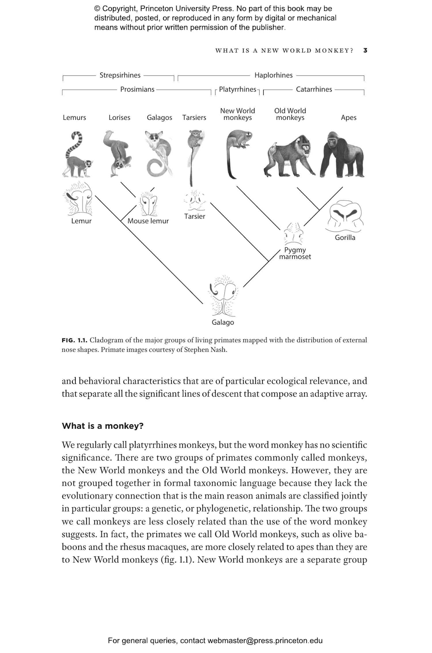 New World Monkeys | Princeton University Press