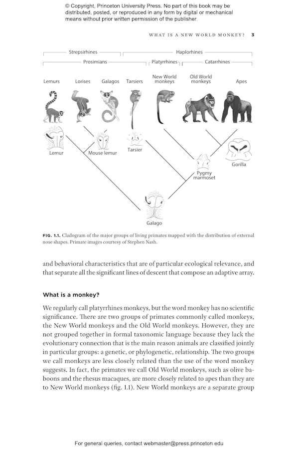 New World Monkeys | Princeton University Press