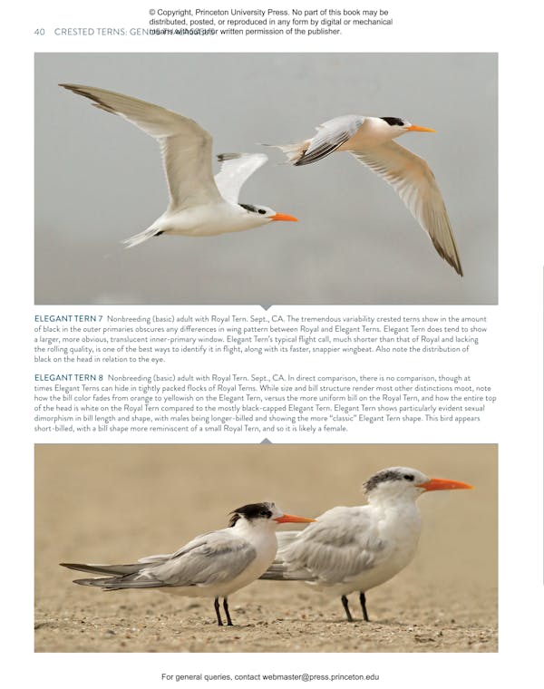 Terns of North America | Princeton University Press