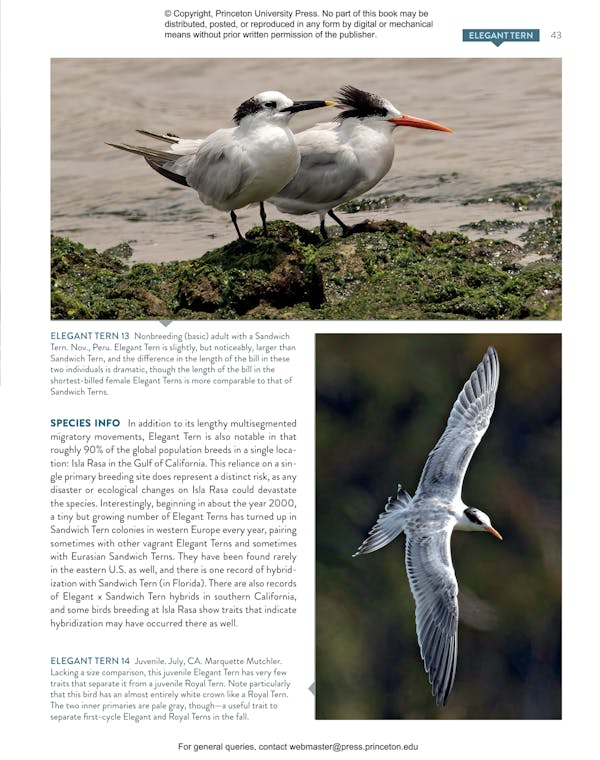 Terns of North America | Princeton University Press