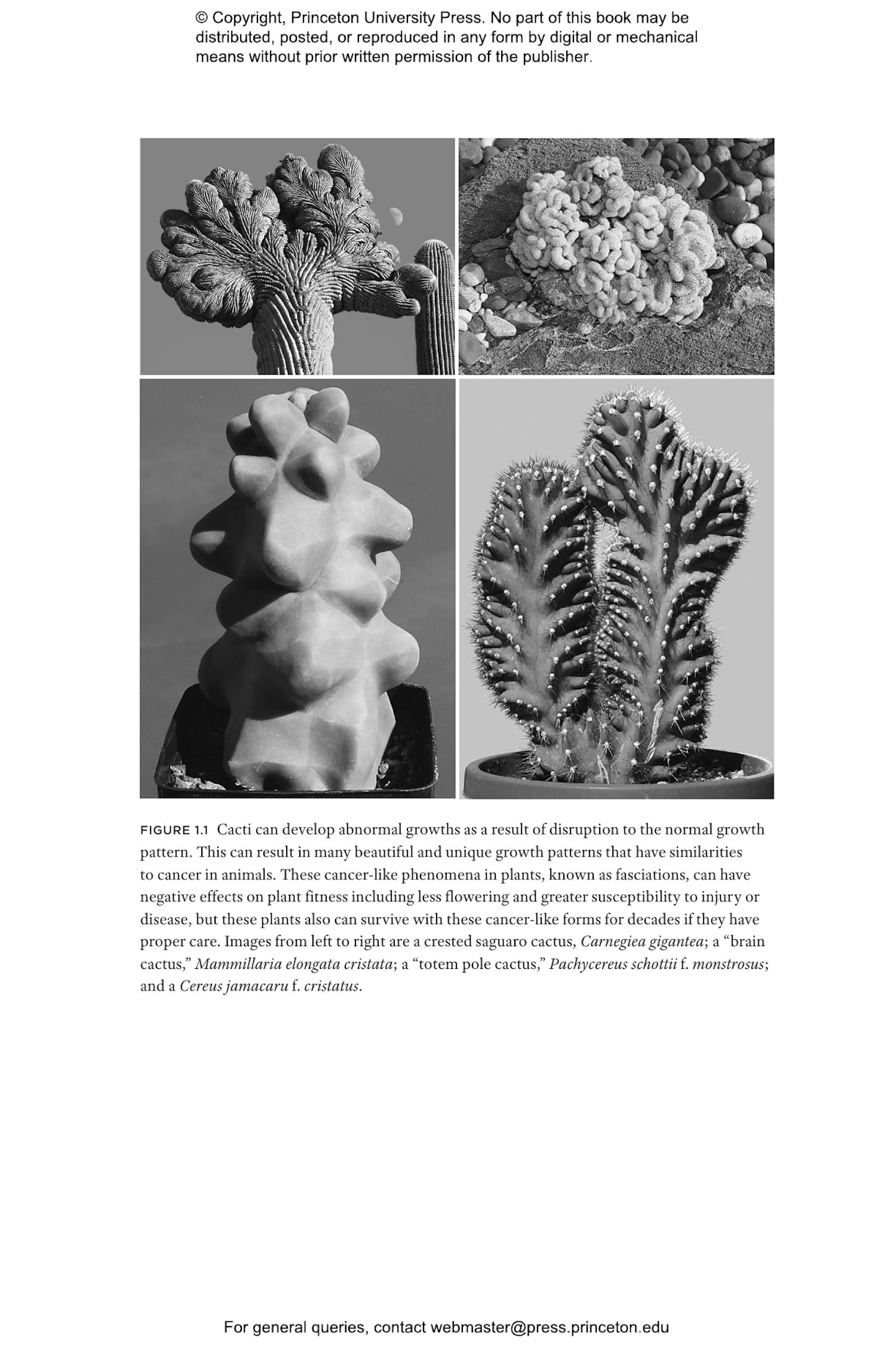 The Cheating Cell | Princeton University Press