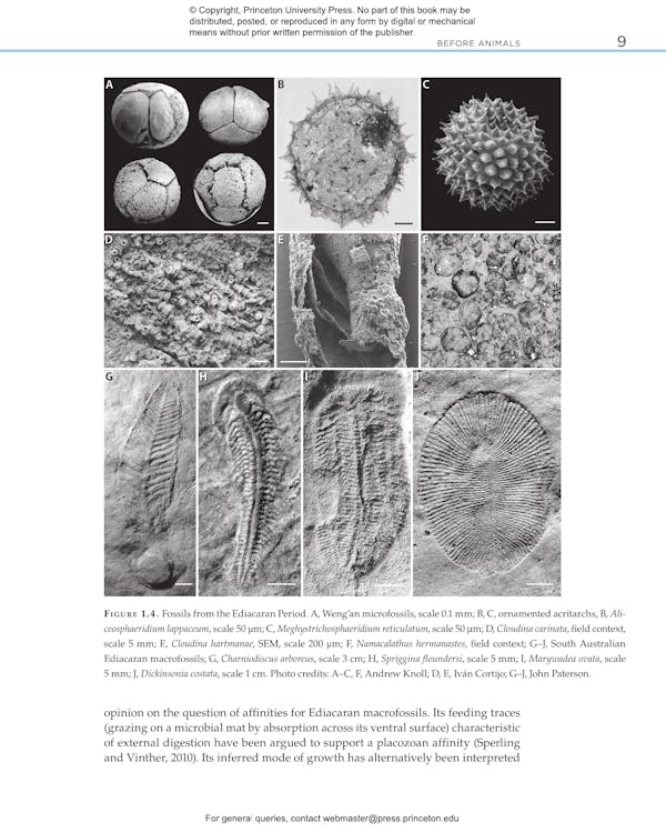 The Invertebrate Tree of Life | Princeton University Press