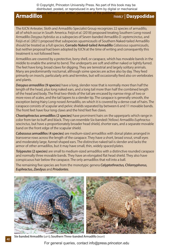 A Field Guide to the Larger Mammals of South America | Princeton ...