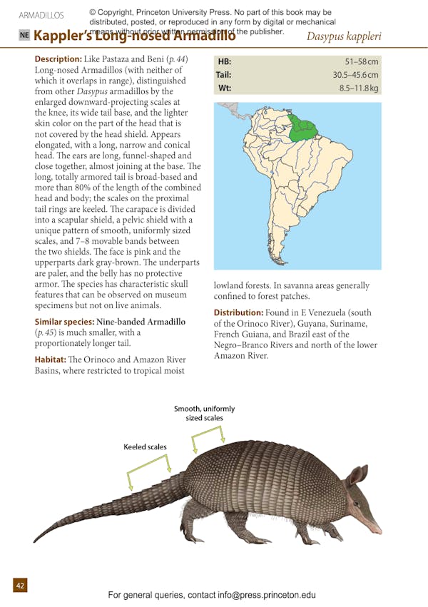A Field Guide to the Larger Mammals of South America | Princeton ...