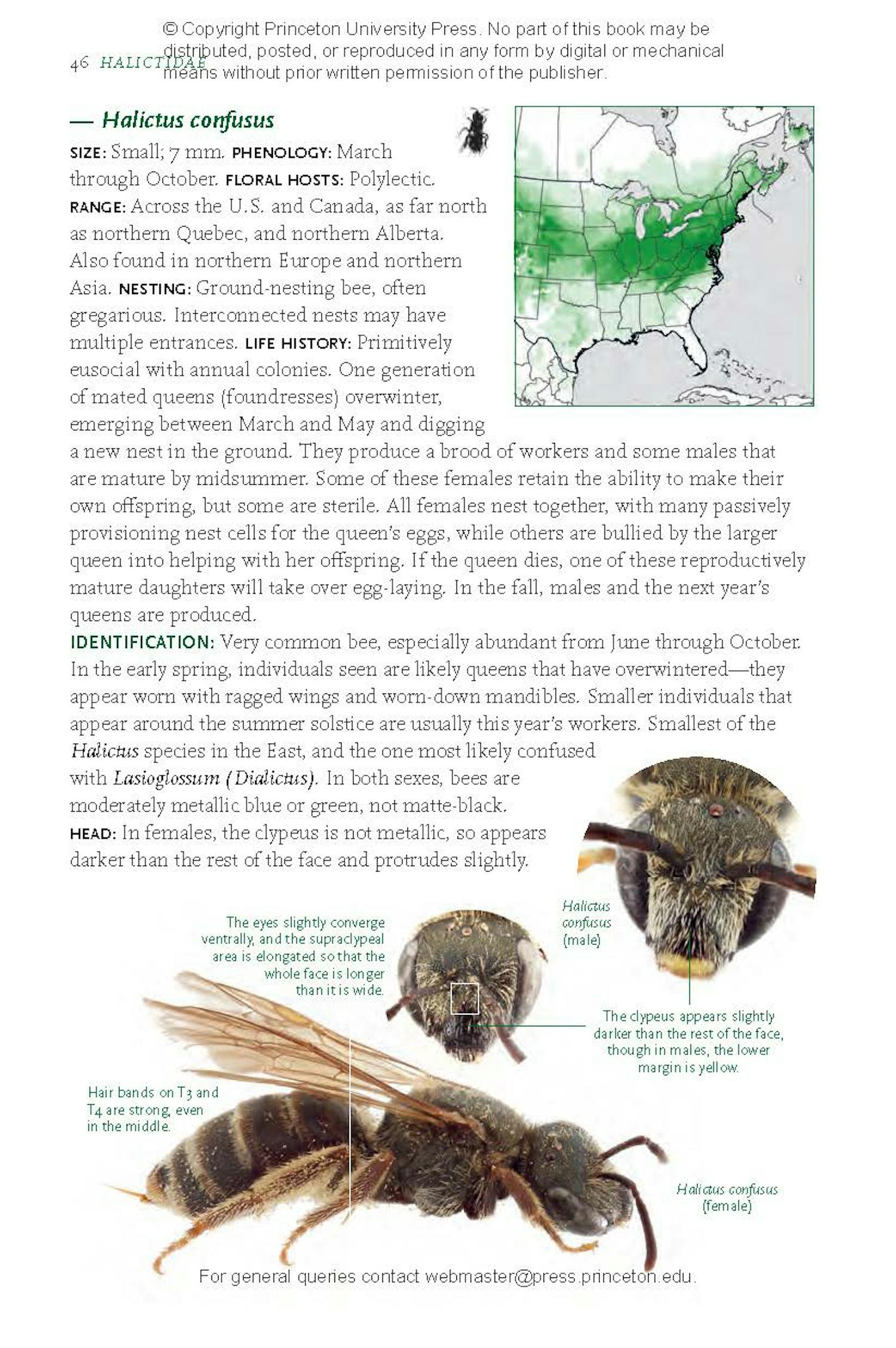Common Bees of Eastern North America | Princeton University Press