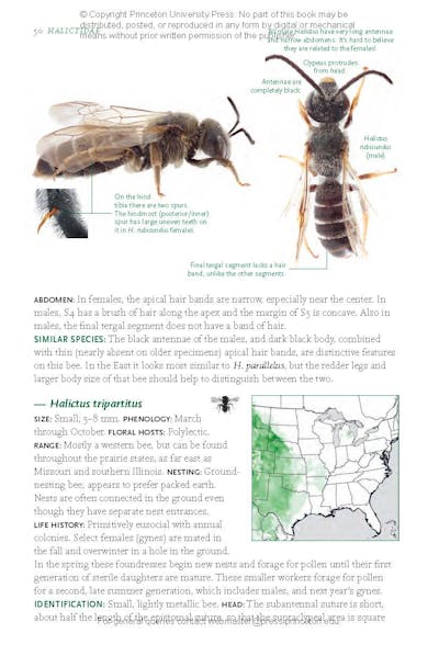 Common Bees of Eastern North America | Princeton University Press