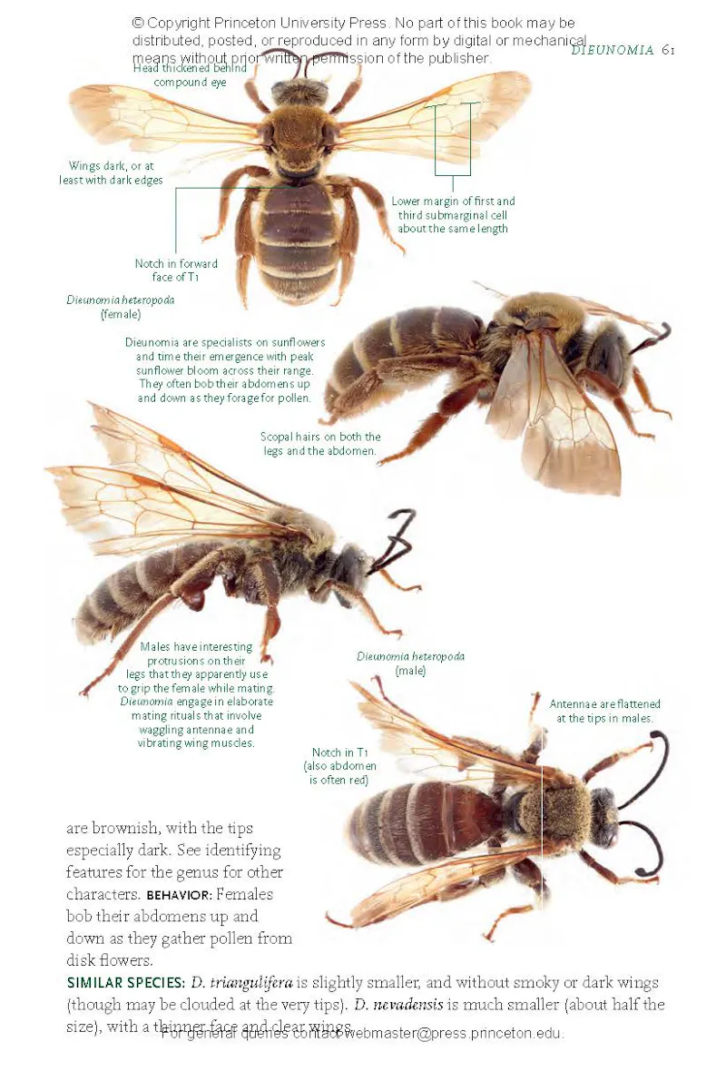 Common Bees of Eastern North America | Princeton University Press