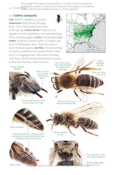 Common Bees of Eastern North America | Princeton University Press