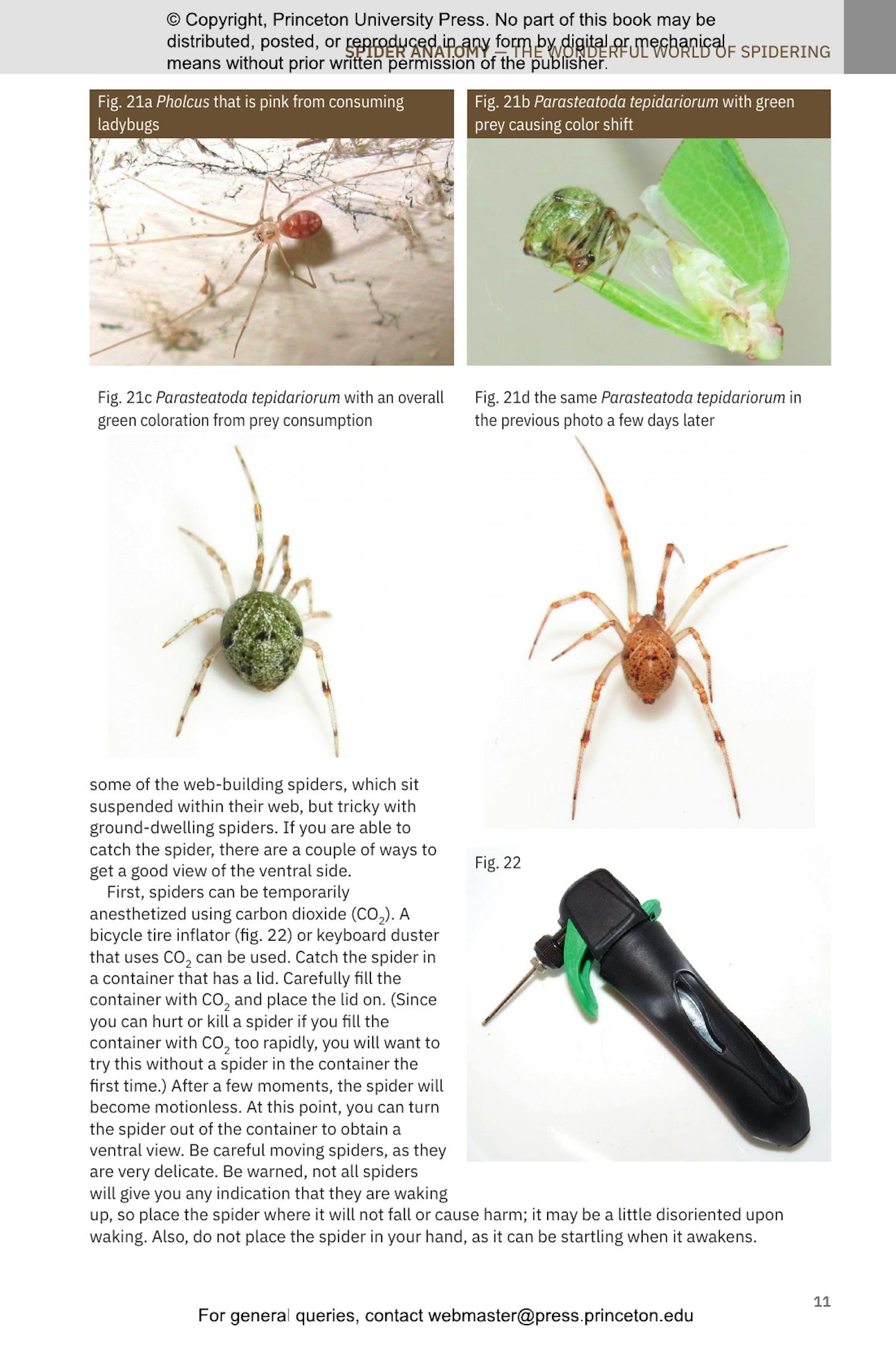 Spiders of North America | Princeton University Press