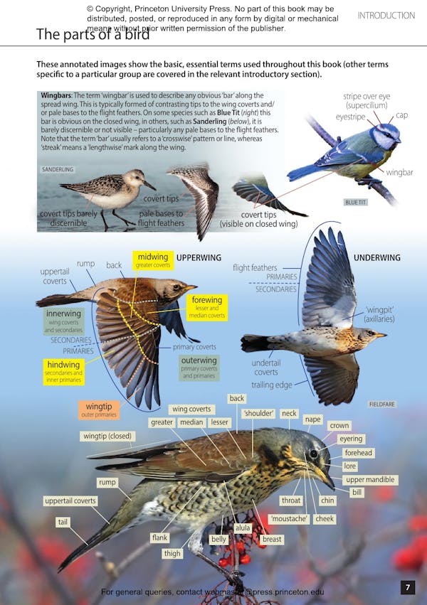 Europe's Birds | Princeton University Press