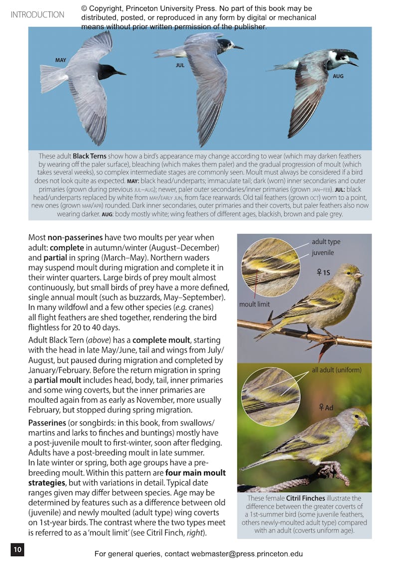 Europe's Birds | Princeton University Press