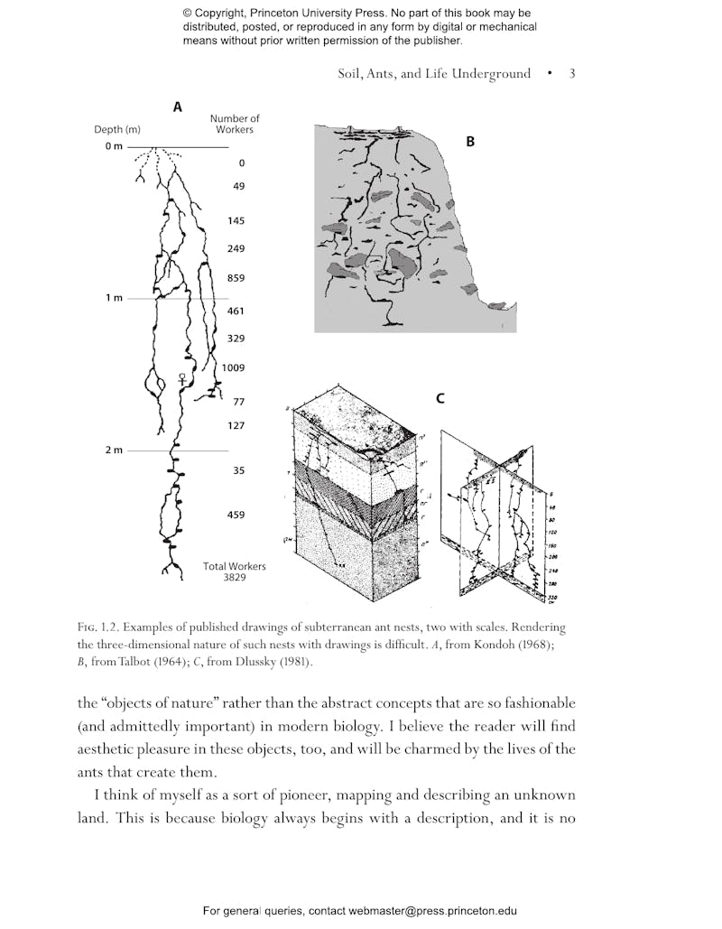 Ant Architecture | Princeton University Press