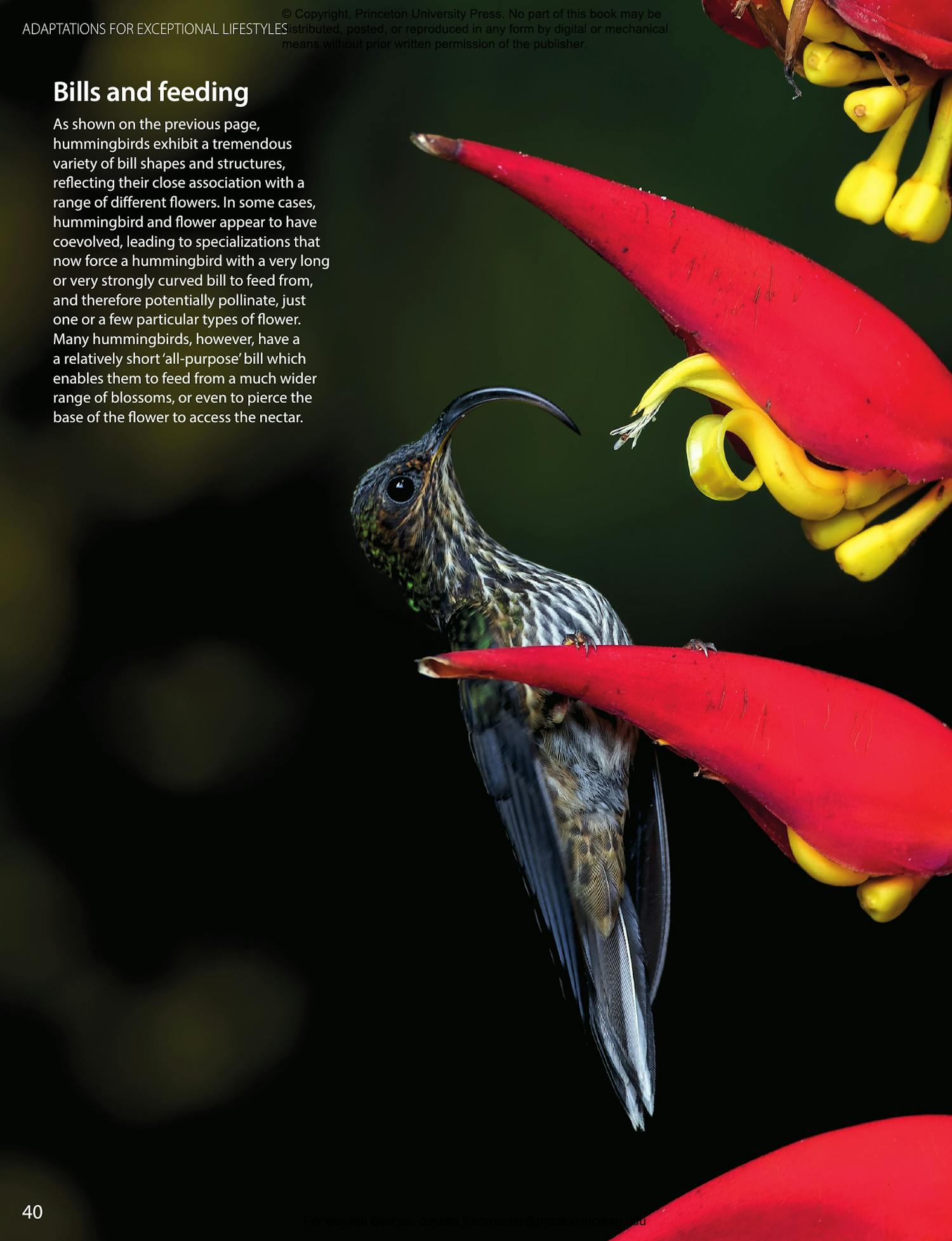 Hummingbirds | Princeton University Press