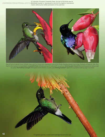 Hummingbirds | Princeton University Press