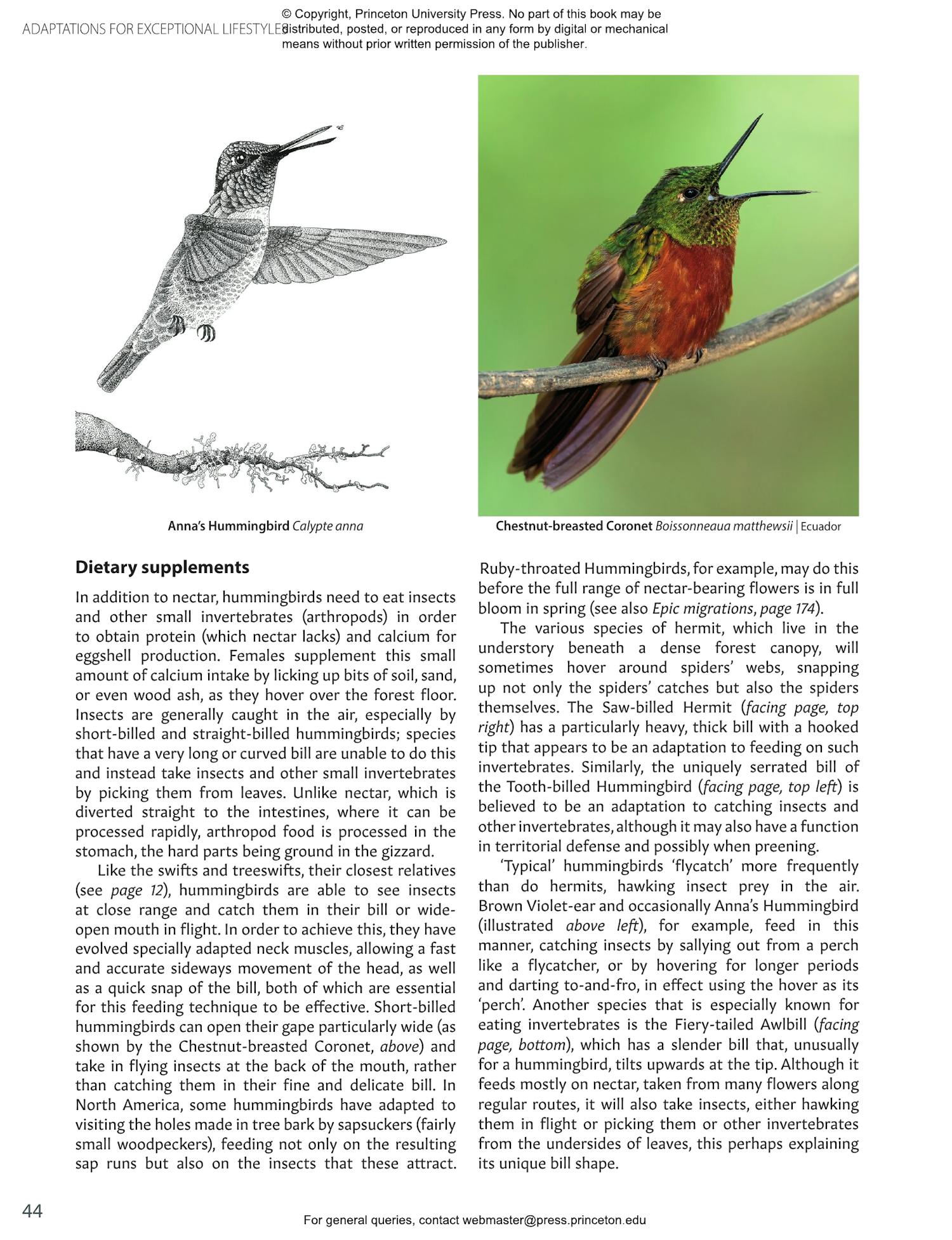 Hummingbirds | Princeton University Press
