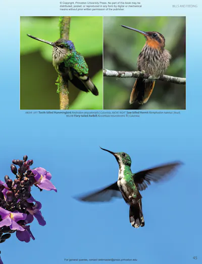 Hummingbirds | Princeton University Press
