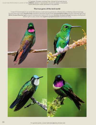 Hummingbirds | Princeton University Press