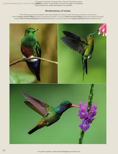 Hummingbirds | Princeton University Press