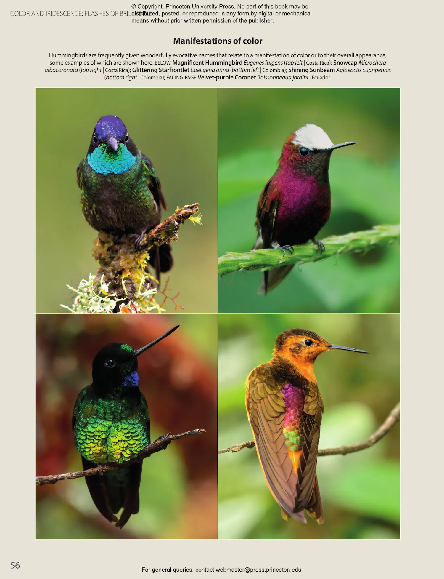 Hummingbirds | Princeton University Press