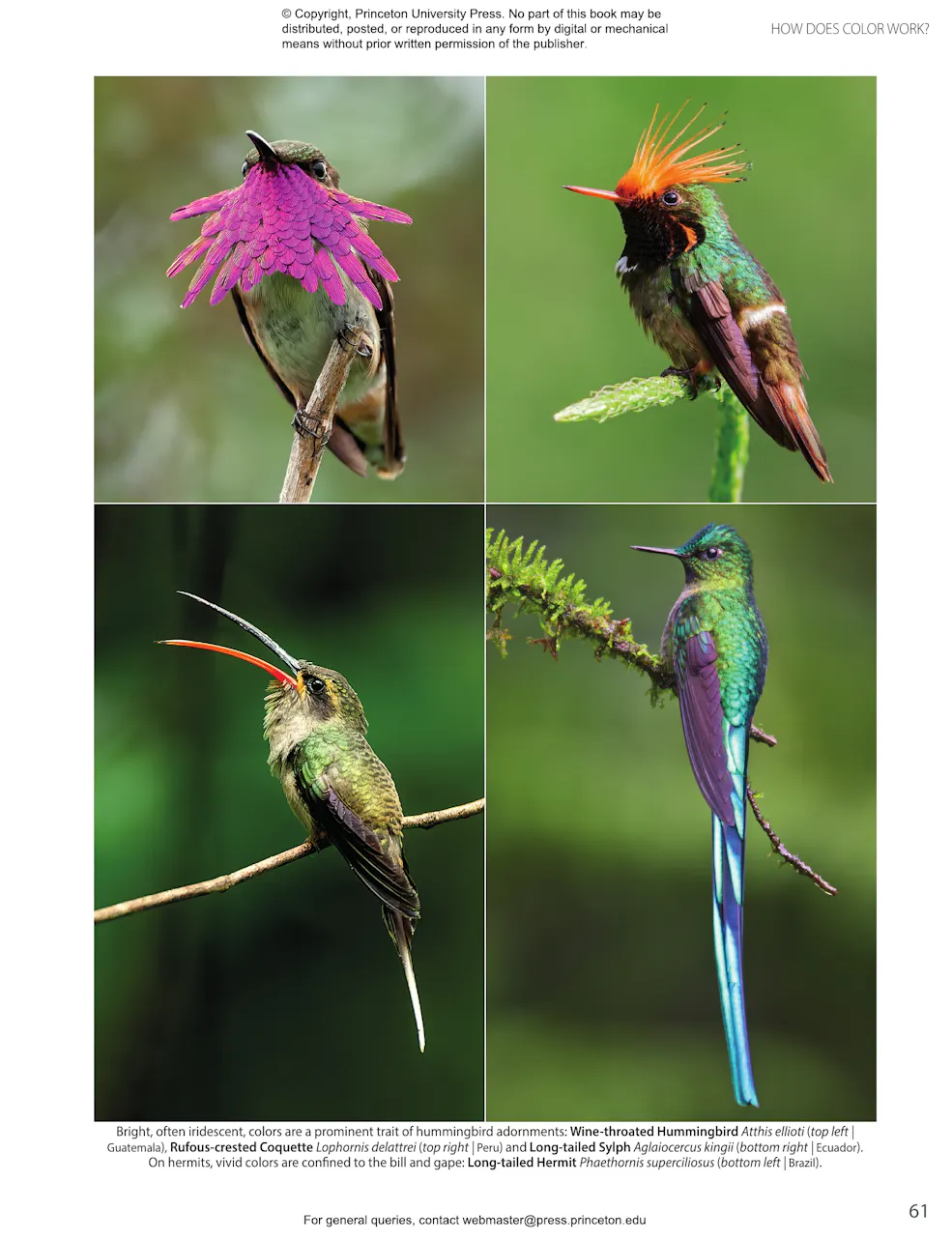 Hummingbirds | Princeton University Press