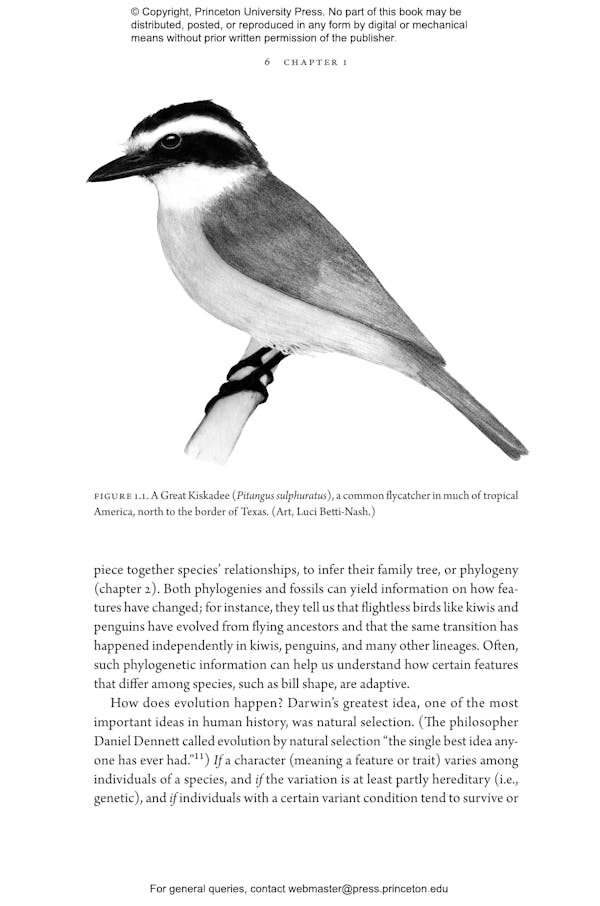 How Birds Evolve | Princeton University Press