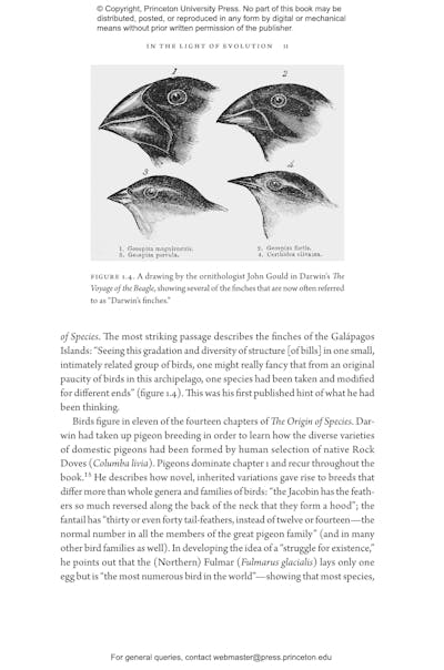 How Birds Evolve | Princeton University Press