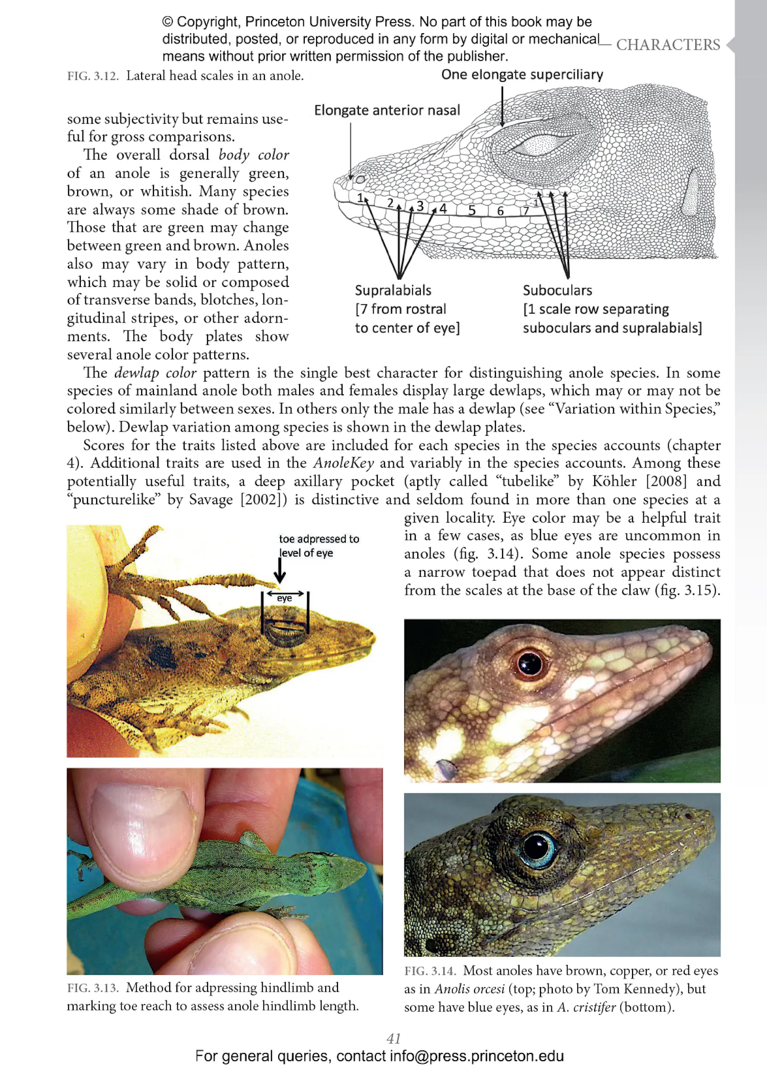 A Guide to the Anolis Lizards (Anoles) of Mainland Central and South ...