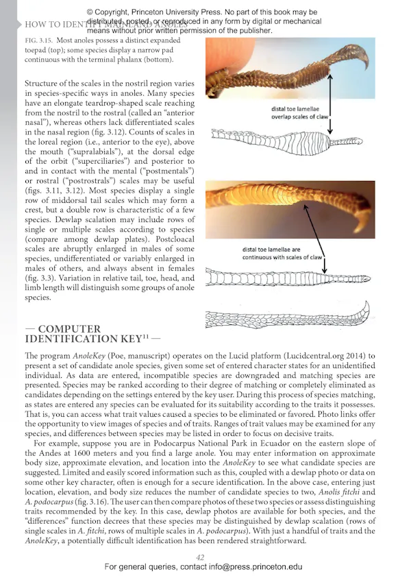 A Guide to the Anolis Lizards (Anoles) of Mainland Central and South ...