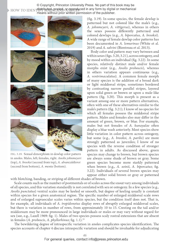 A Guide to the Anolis Lizards (Anoles) of Mainland Central and South ...