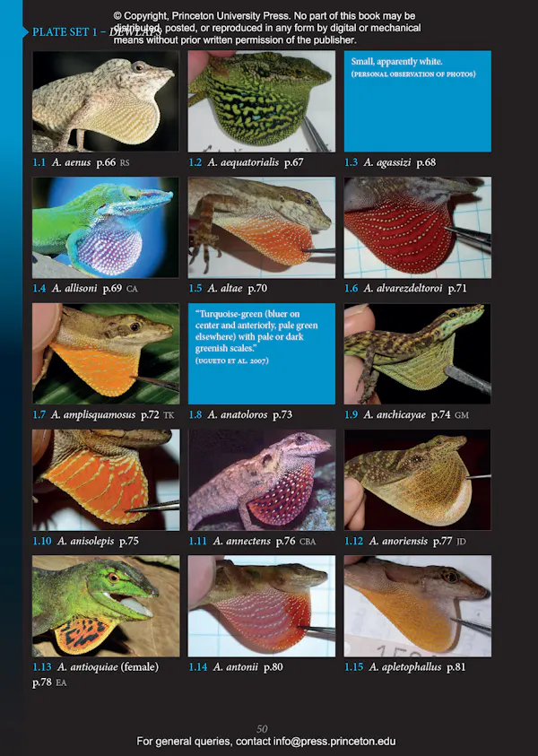 A Guide to the Anolis Lizards (Anoles) of Mainland Central and South ...