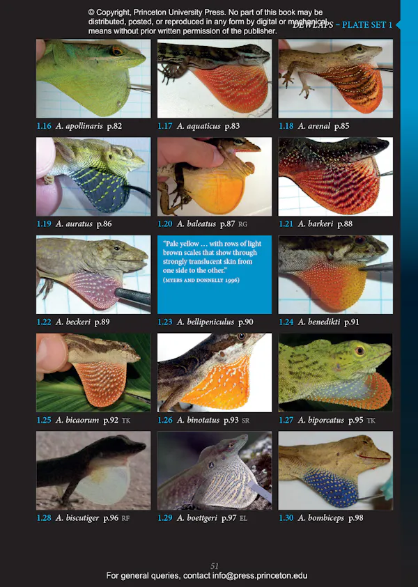 A Guide to the Anolis Lizards (Anoles) of Mainland Central and South ...