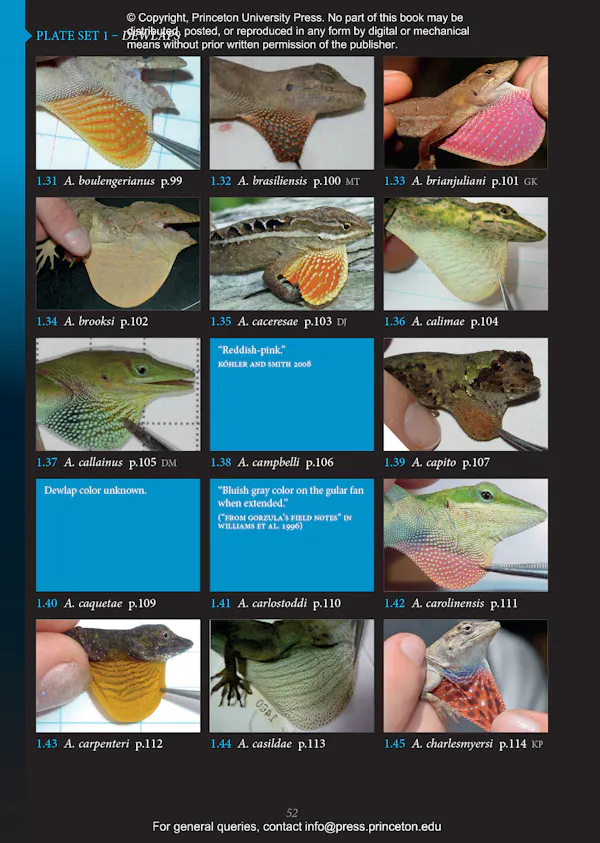 A Guide to the Anolis Lizards (Anoles) of Mainland Central and South ...