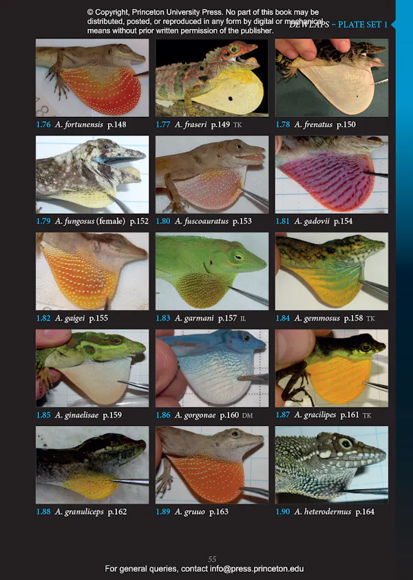 A Guide to the Anolis Lizards (Anoles) of Mainland Central and South ...