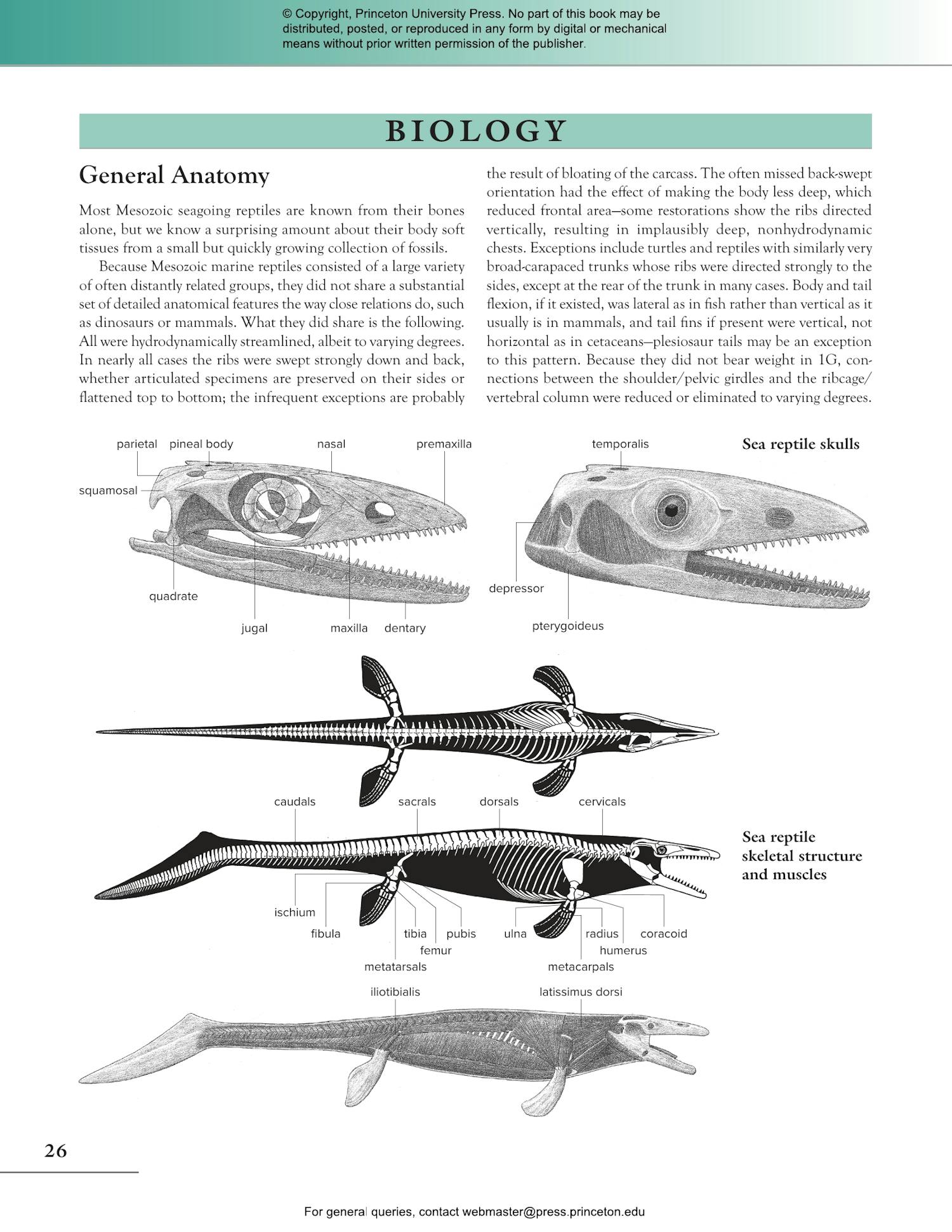 The Princeton Field Guide to Mesozoic Sea Reptiles | Princeton ...