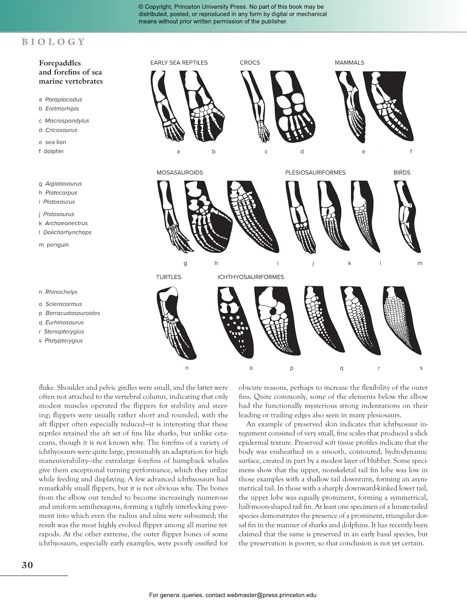 The Princeton Field Guide to Mesozoic Sea Reptiles | Princeton ...