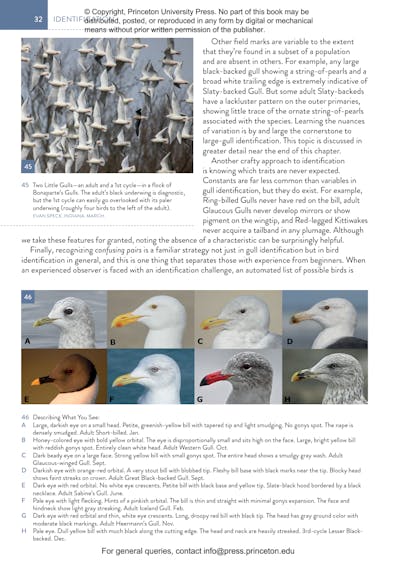 The Gull Guide | Princeton University Press