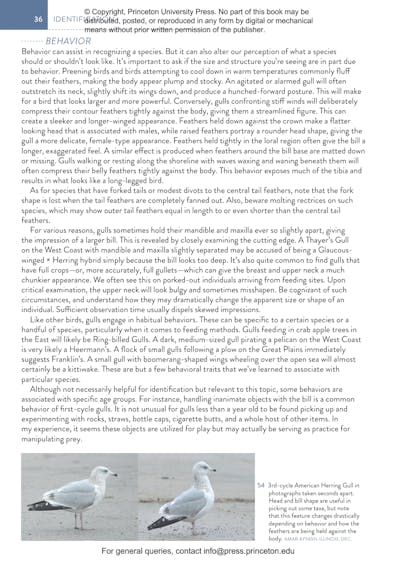The Gull Guide | Princeton University Press