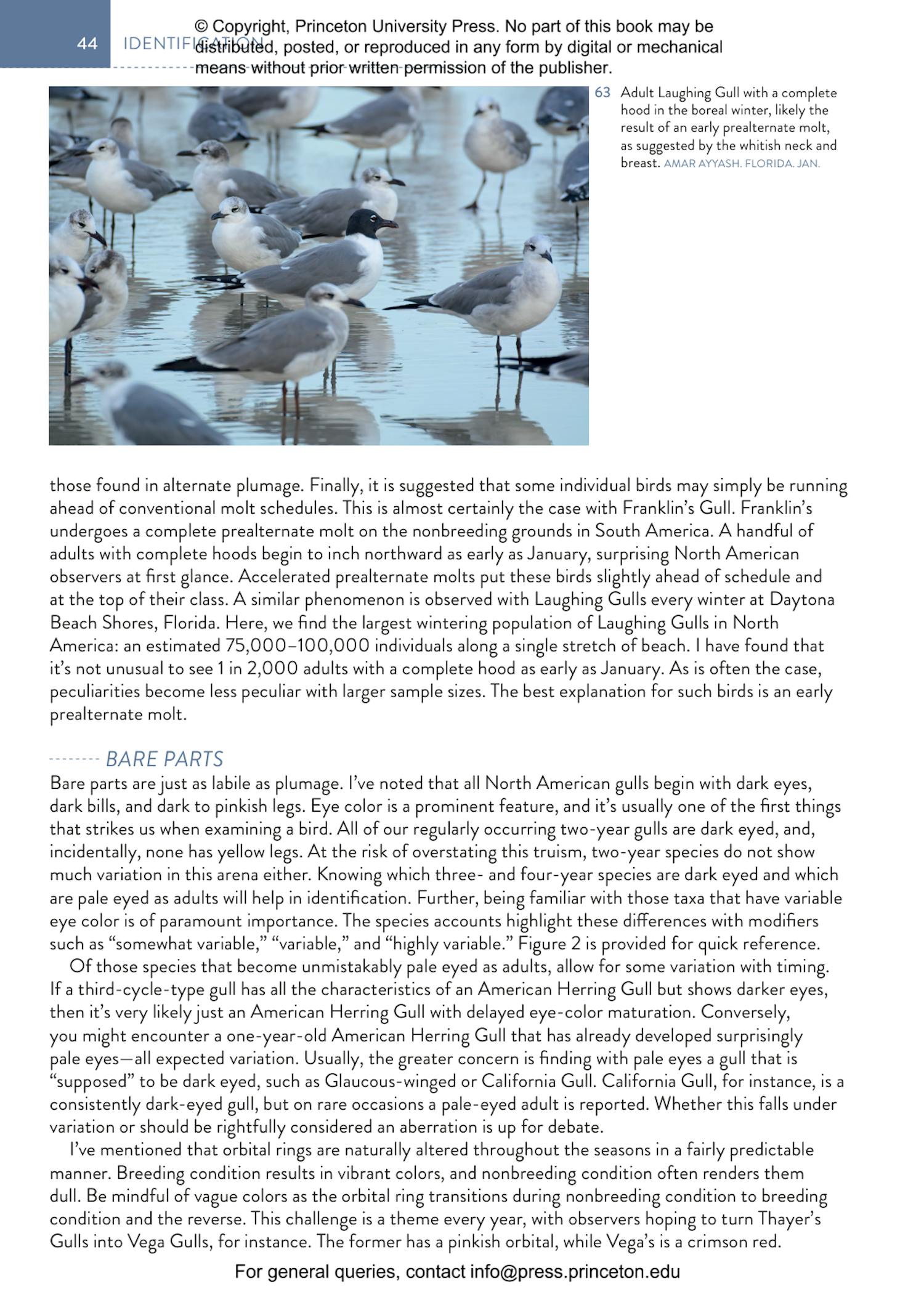 The Gull Guide | Princeton University Press