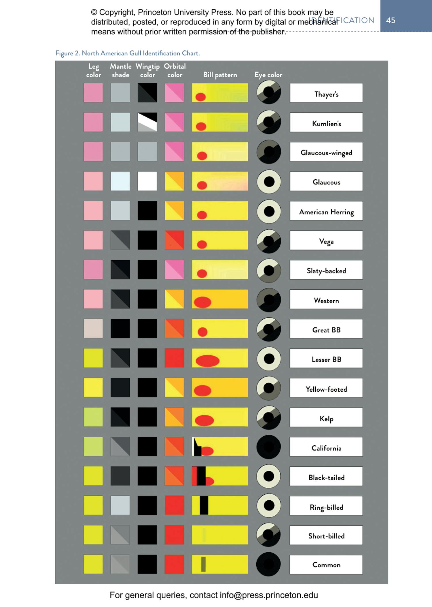 The Gull Guide | Princeton University Press