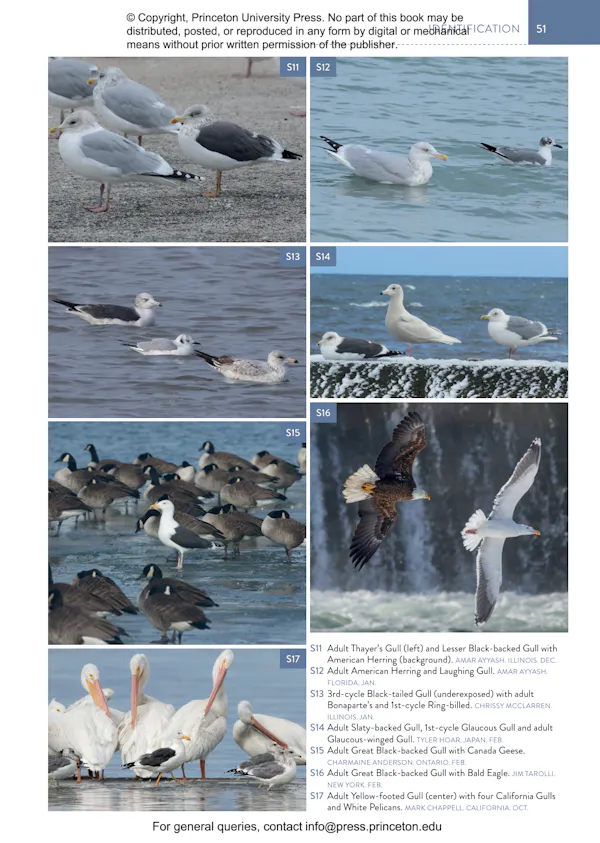 The Gull Guide | Princeton University Press