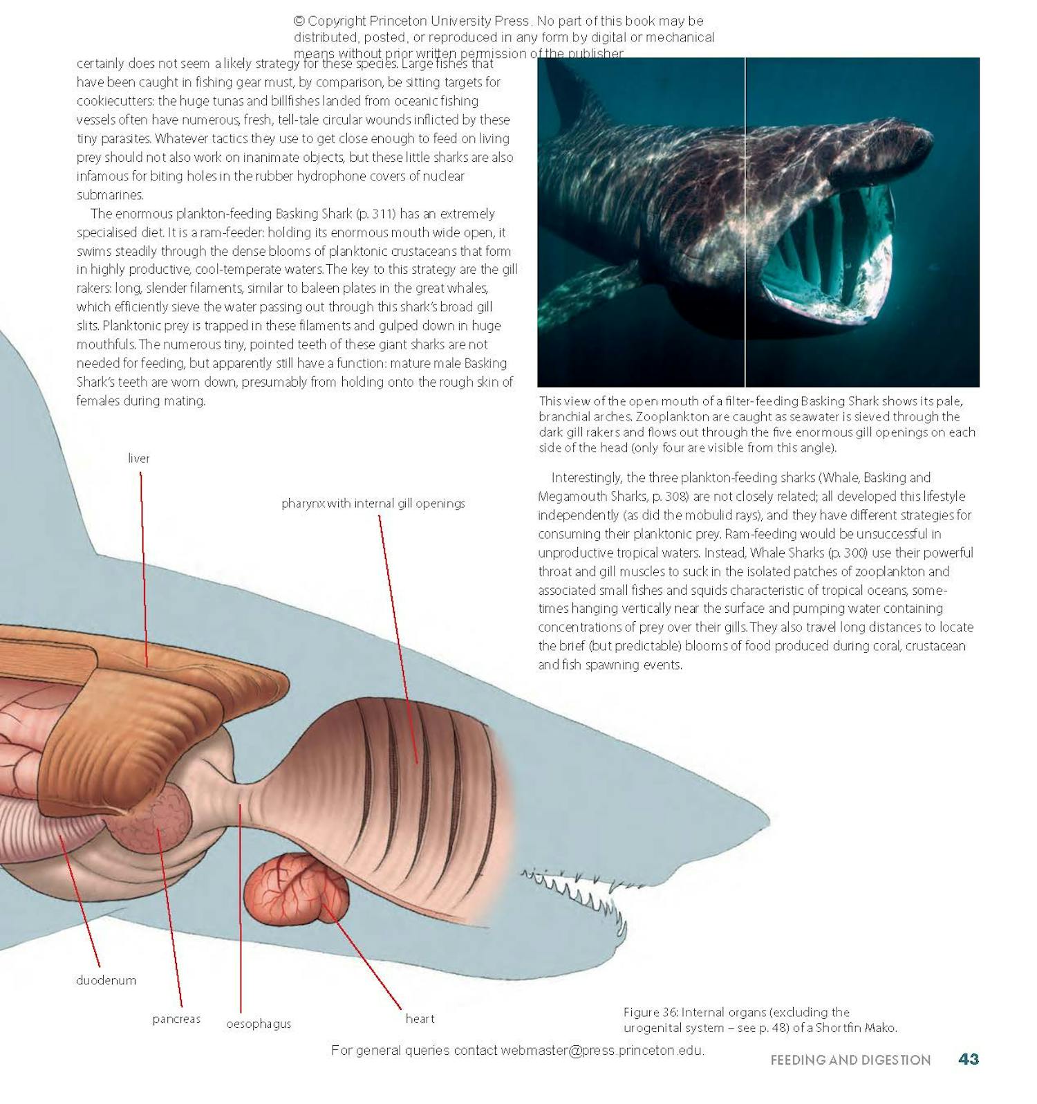 Sharks of the World | Princeton University Press