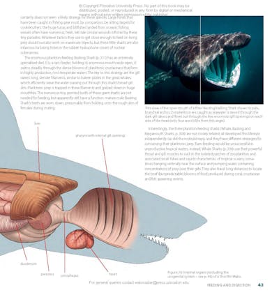 Sharks of the World | Princeton University Press