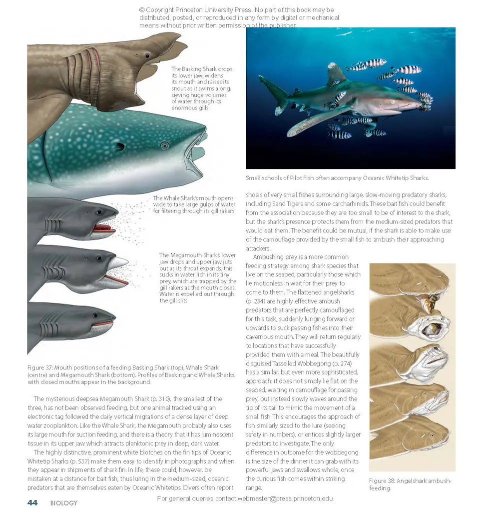 Sharks of the World | Princeton University Press