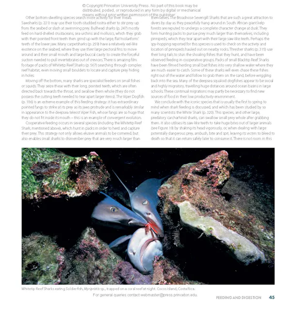 Sharks of the World | Princeton University Press