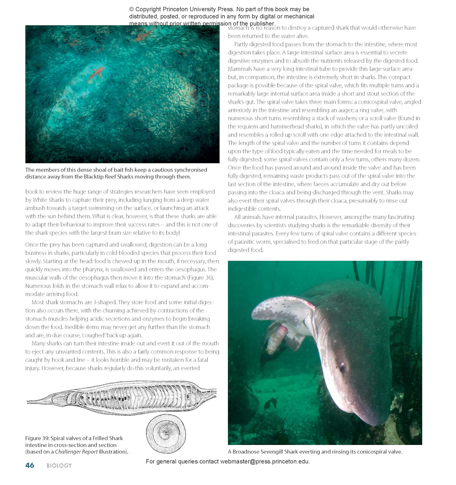 Sharks of the World | Princeton University Press