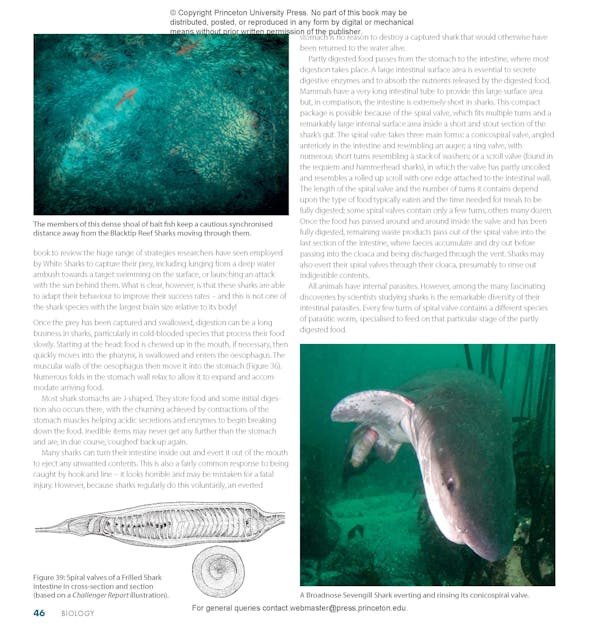 Sharks of the World | Princeton University Press