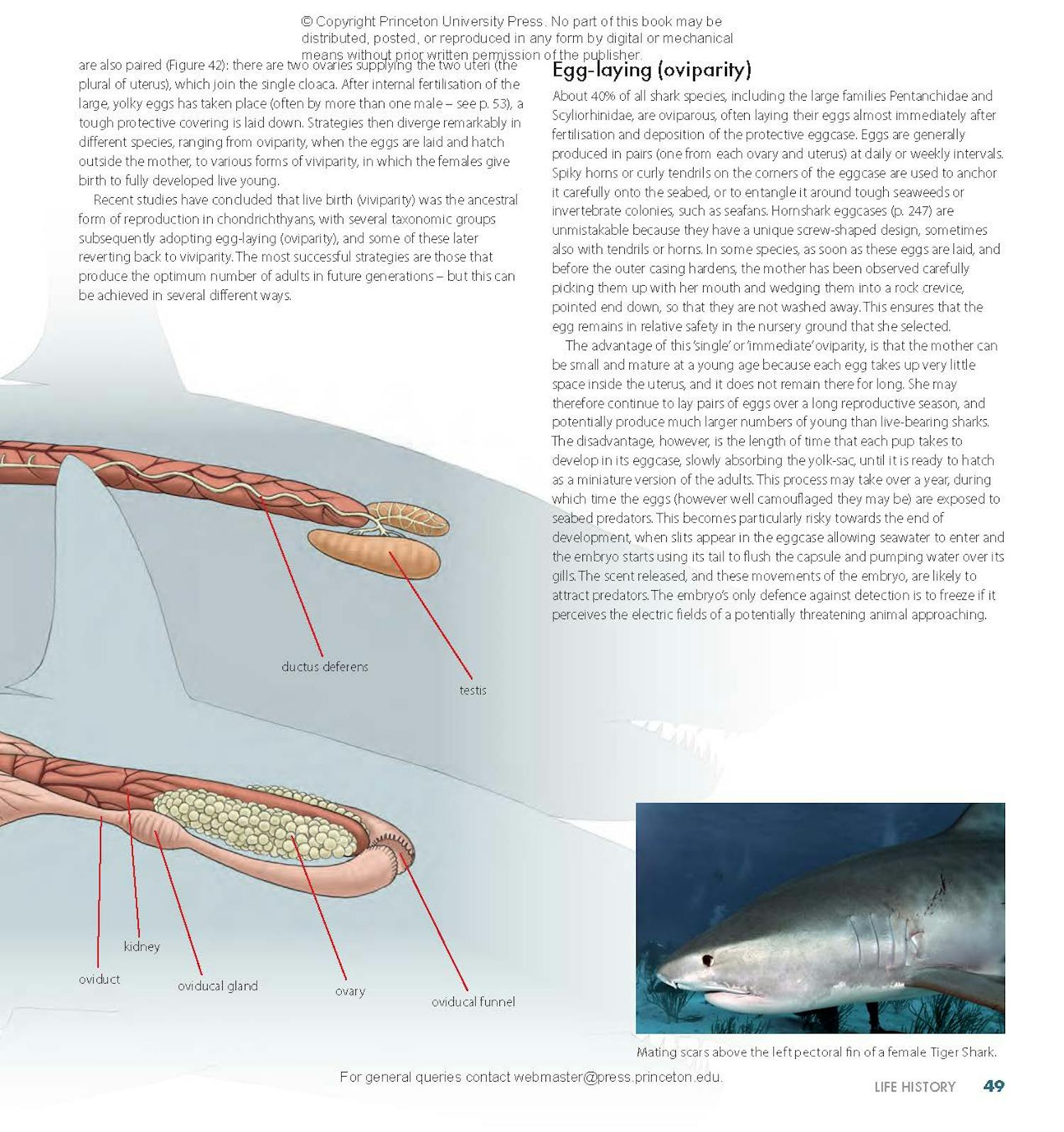 Sharks of the World | Princeton University Press