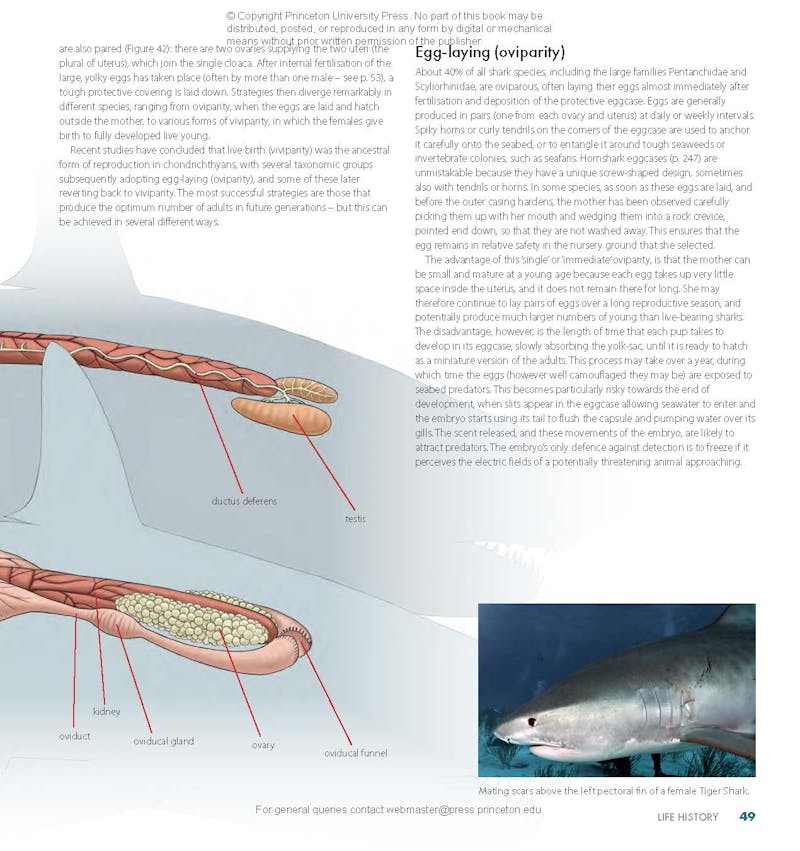 Sharks of the World | Princeton University Press